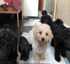 Bellissimi cuccioli di Labradoodle F1